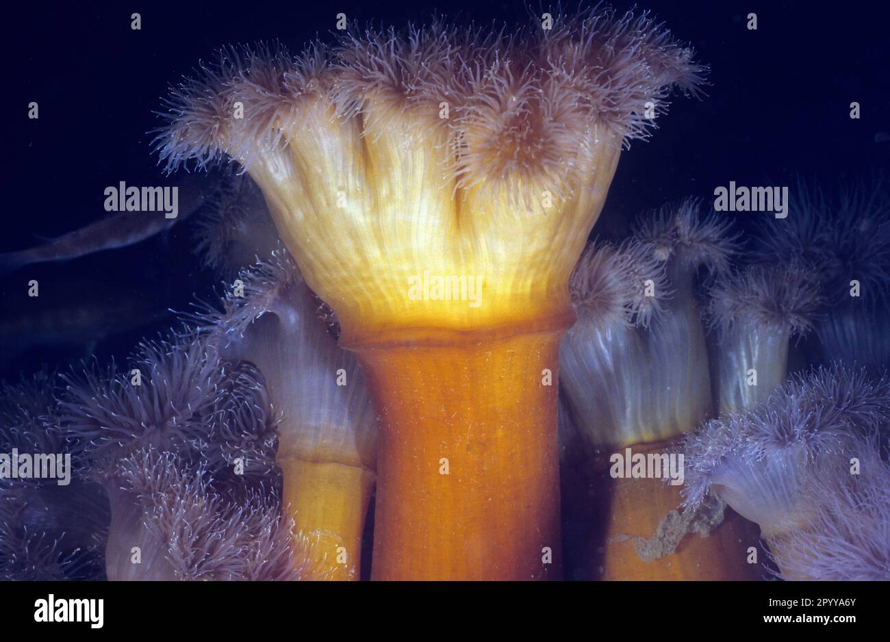 sea anemones in Cape Cod waters Stock Photo - Alamy