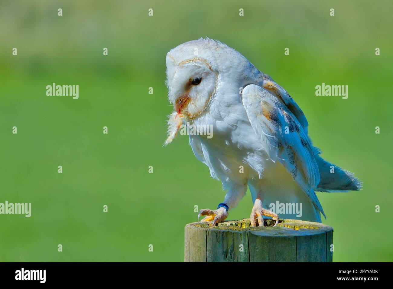 Barn owl eating its prey hi-res stock photography and images - Alamy
