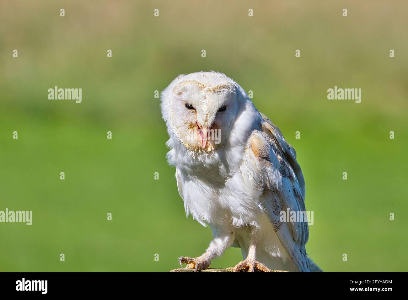 Barn Owl (Tyto alba) With Open Beak Stock Photo - Alamy
