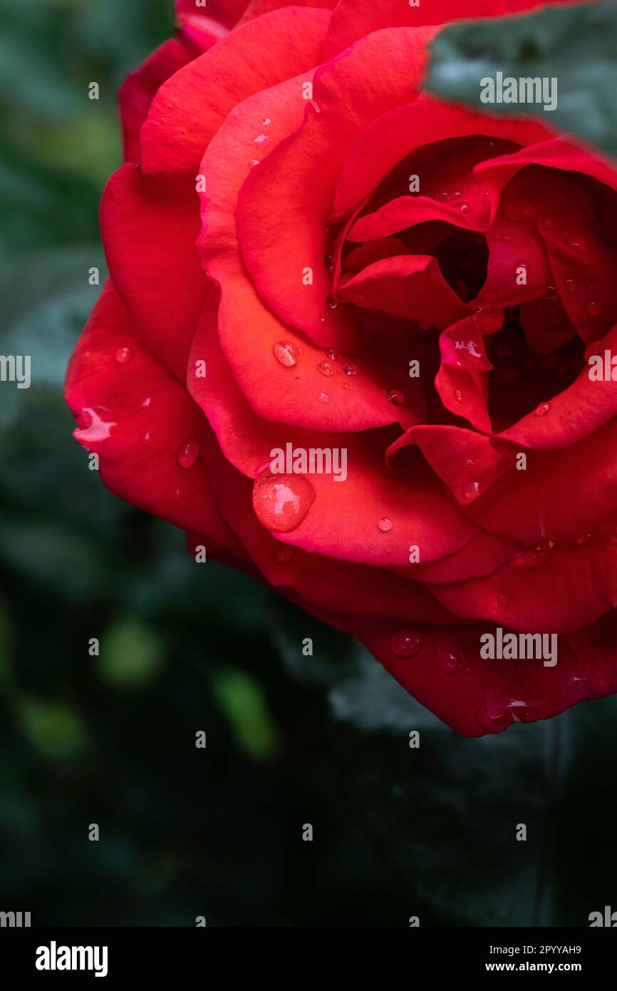 Blooming red rose with raindrops, red rosebud with raindrops. Raindrops ...