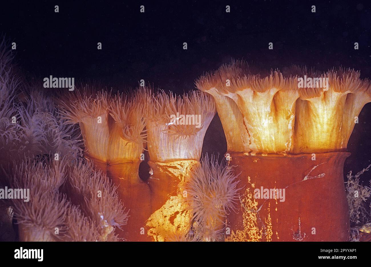 sea anemones in Cape Cod waters Stock Photo - Alamy