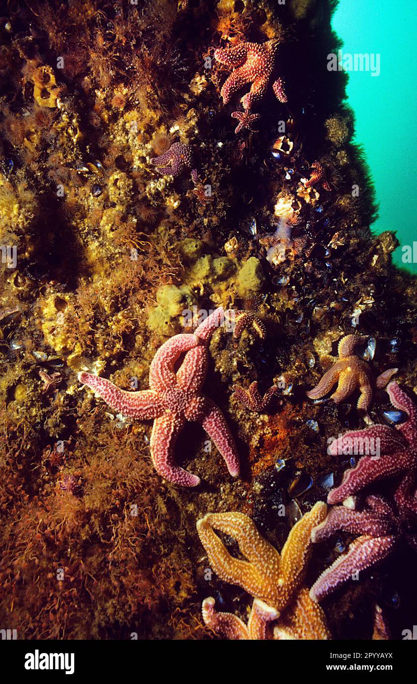 Sea stars on wreck dive off Cape Cod Stock Photo - Alamy