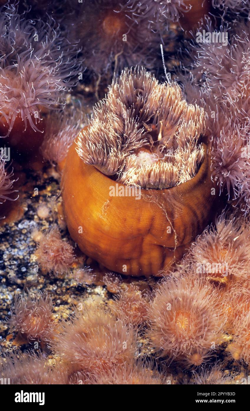 sea anemones in Cape Cod waters Stock Photo - Alamy
