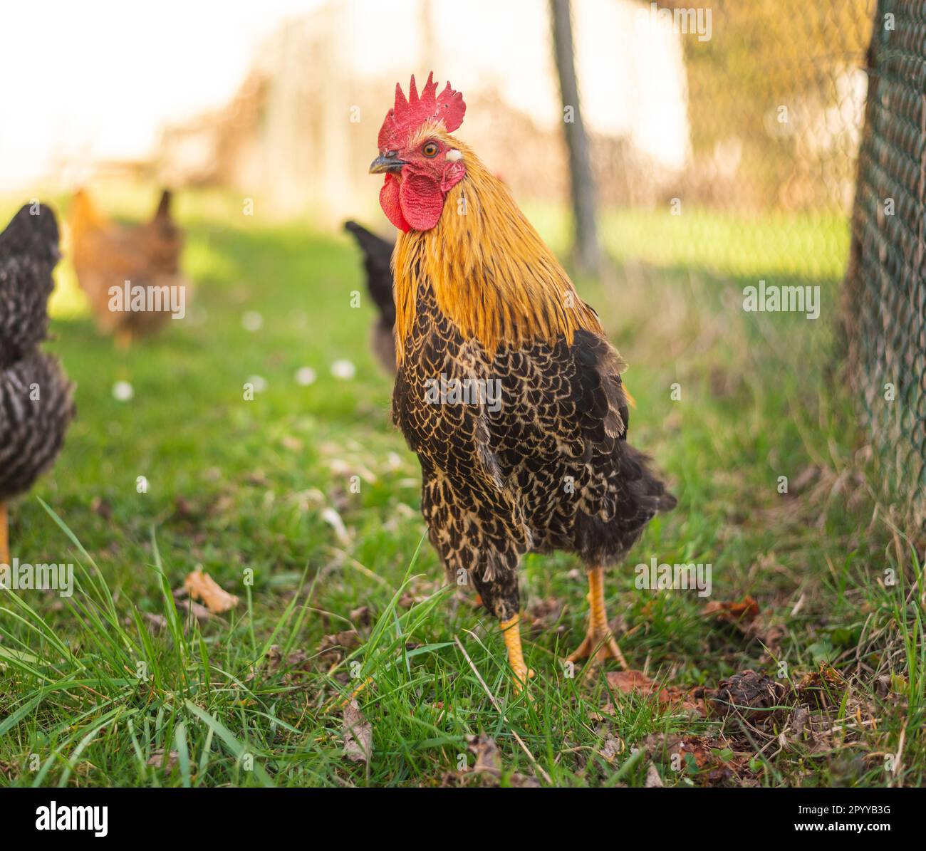 Free range flock of chickens standing on grass while looking at camera ...