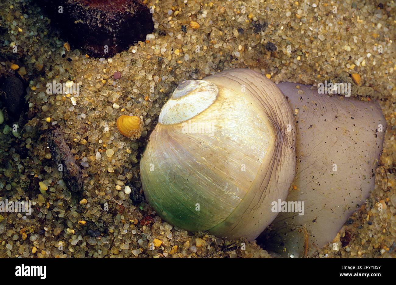 Sea snail on gravel bottom off Cape Cod Stock Photo - Alamy