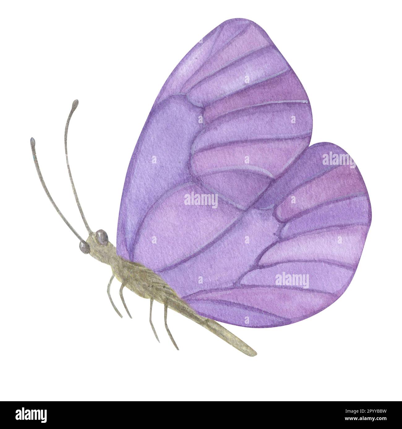 Pastel Purple Butterfly Background Aesthetic Pastel Purple Monarch