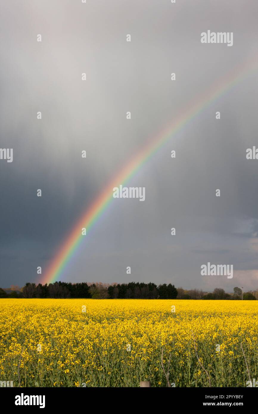 natural rainbow over rapeseed field brassica napus), west sussex, England Stock Photo - Alamy