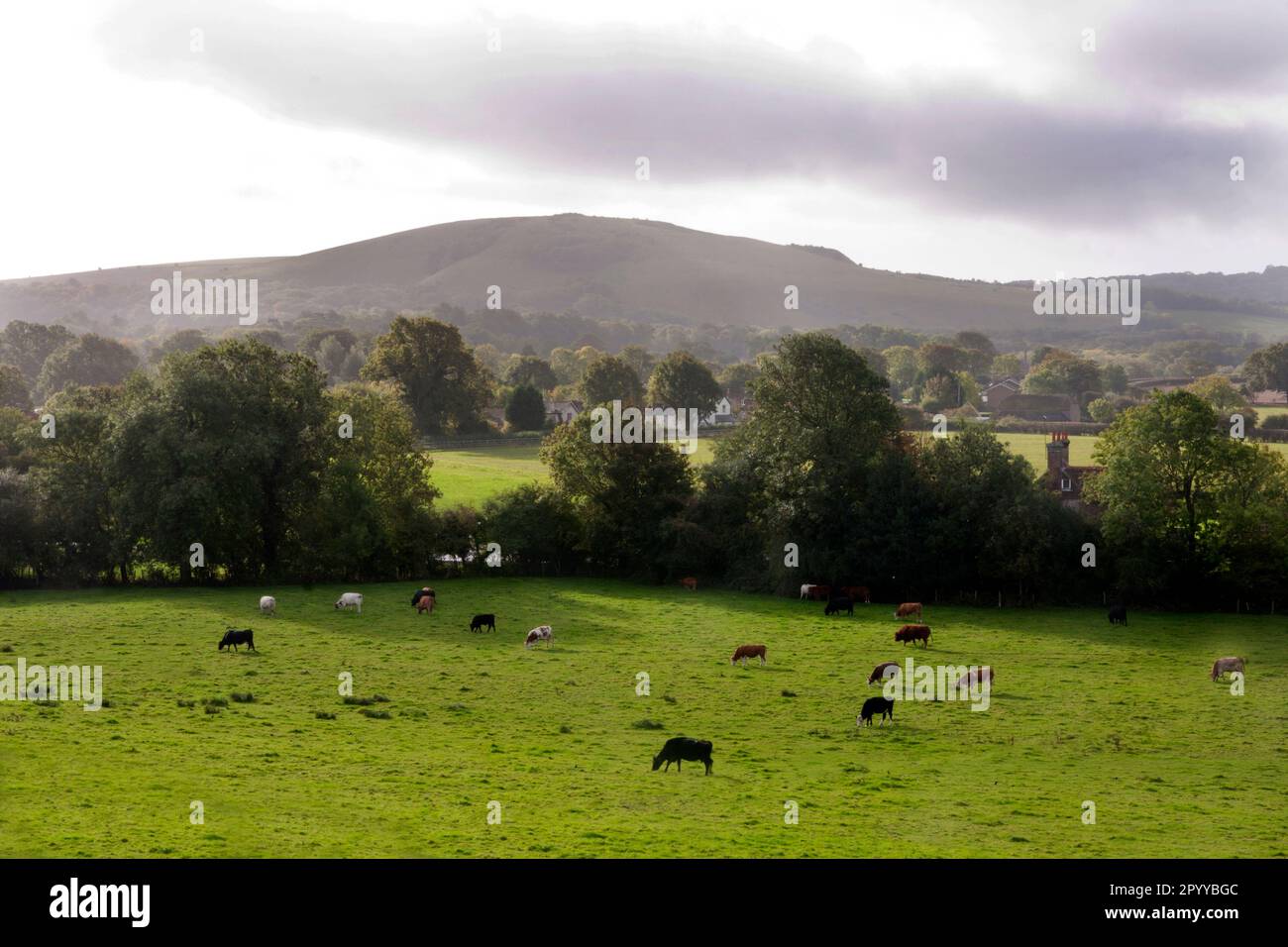 cattle grazing & view to Wolstenbury Down, South Downs, Hurstpierpoint ...