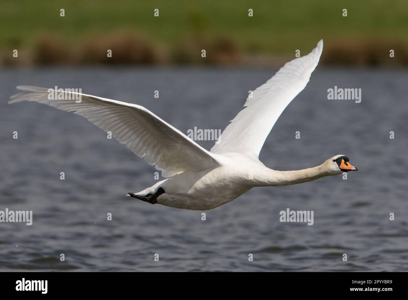 Taking off swan hi-res stock photography and images - Alamy