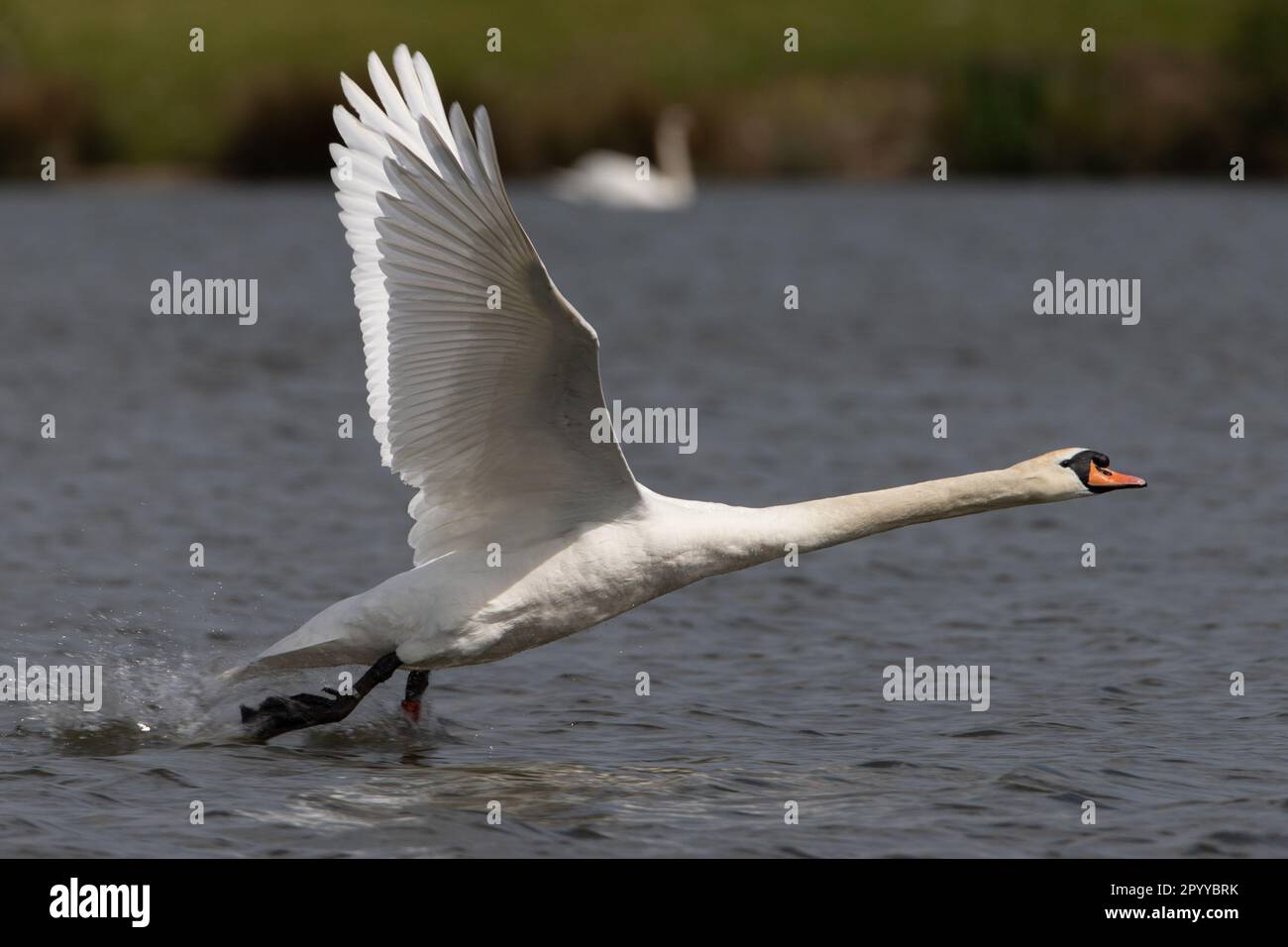 Mute Swan taking off Stock Photo - Alamy