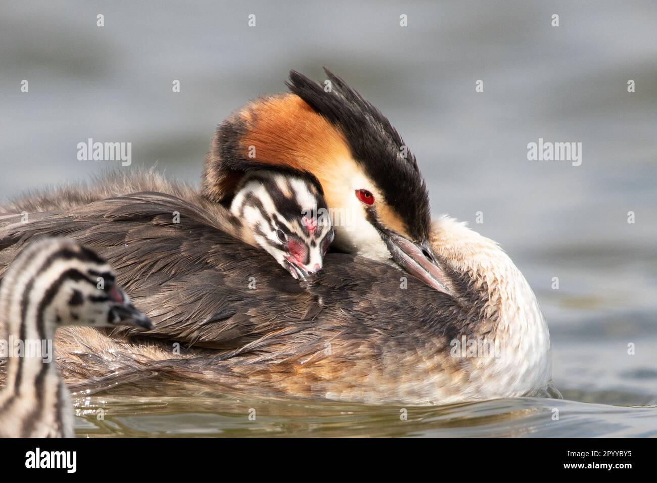 Great Crested Grebes with their young Stock Photo - Alamy