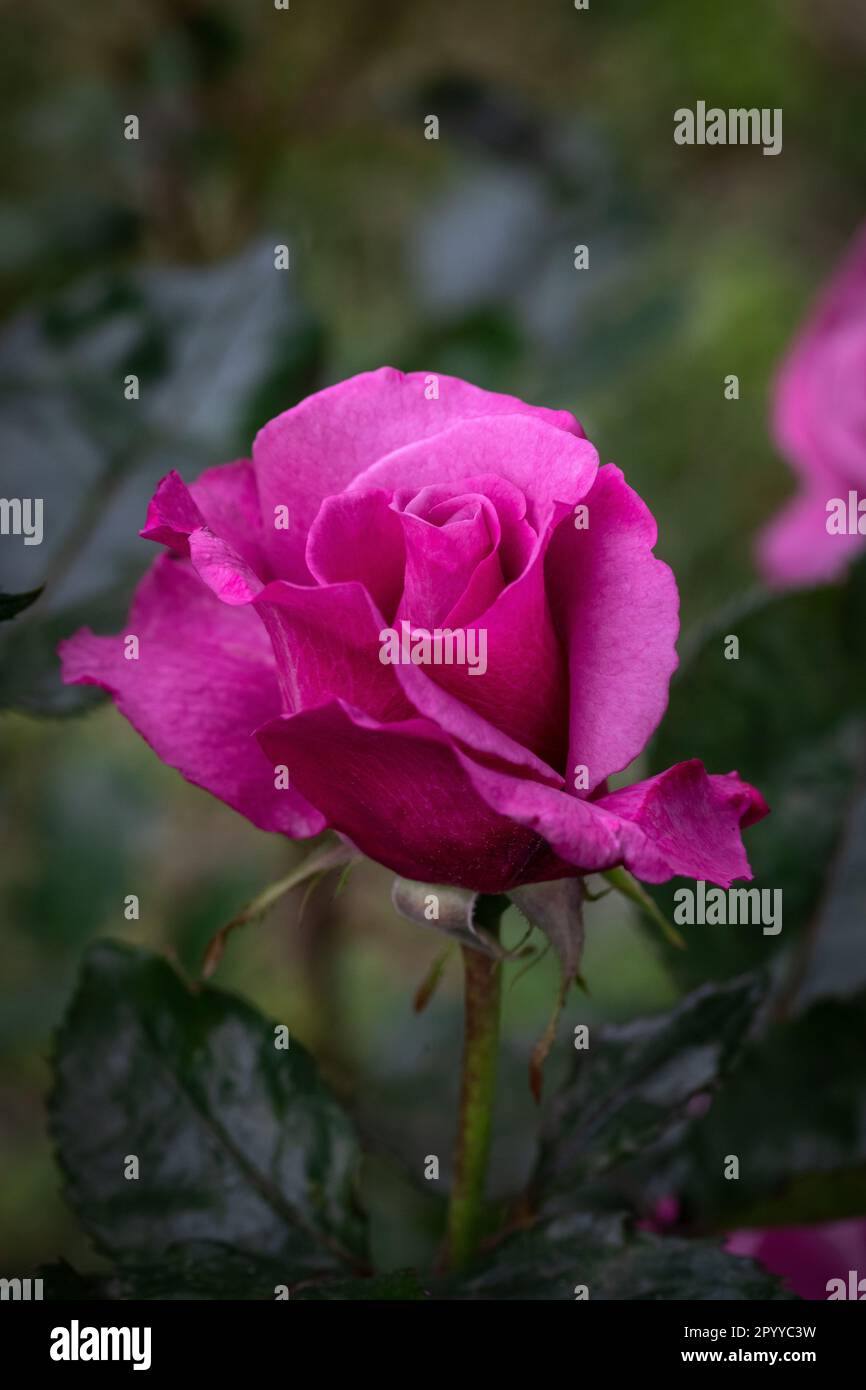 Beautiful magenta rose petals hi-res stock photography and images - Alamy