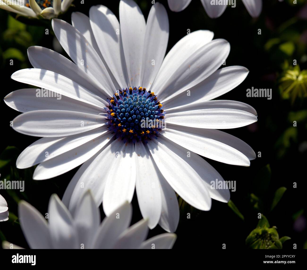 Image of an Osteospermum 'Glistering White' flower head which is also ...