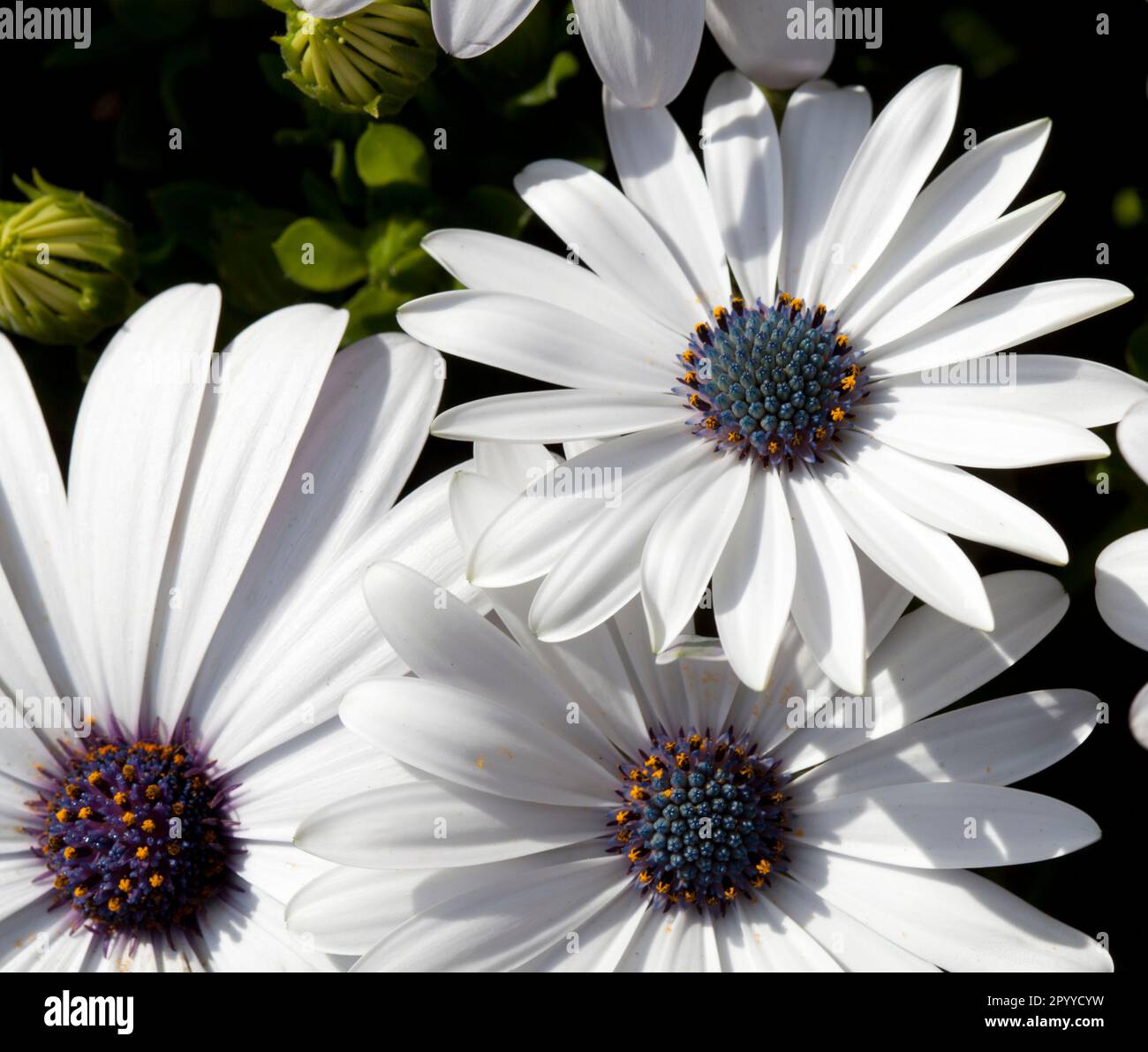 Image of an Osteospermum 'Glistering White' flower head which is also ...