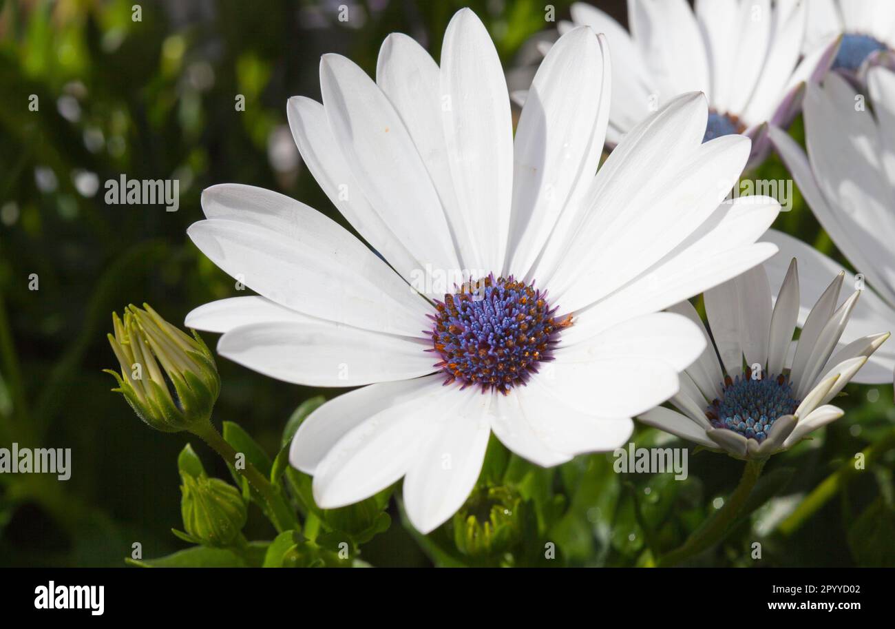 Image of an Osteospermum 'Glistering White' flower head which is also ...