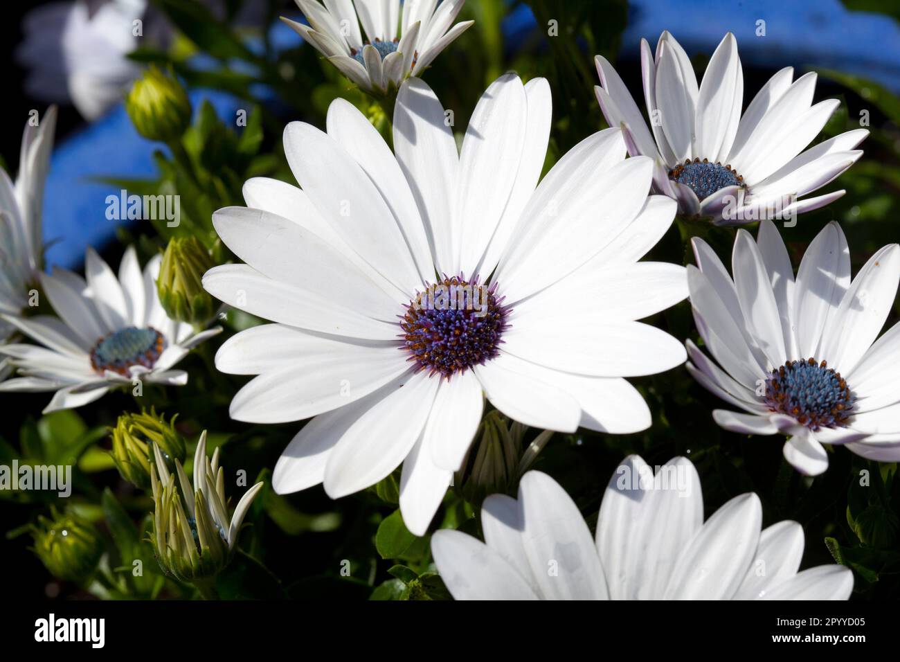 Image of an Osteospermum 'Glistering White' flower head which is also ...