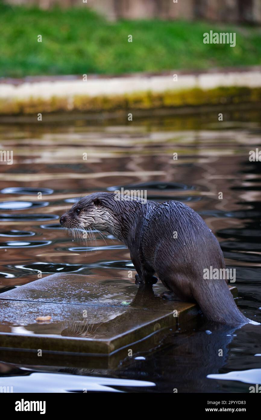 An otter stands perched atop a floating platform, gazing out over the ...