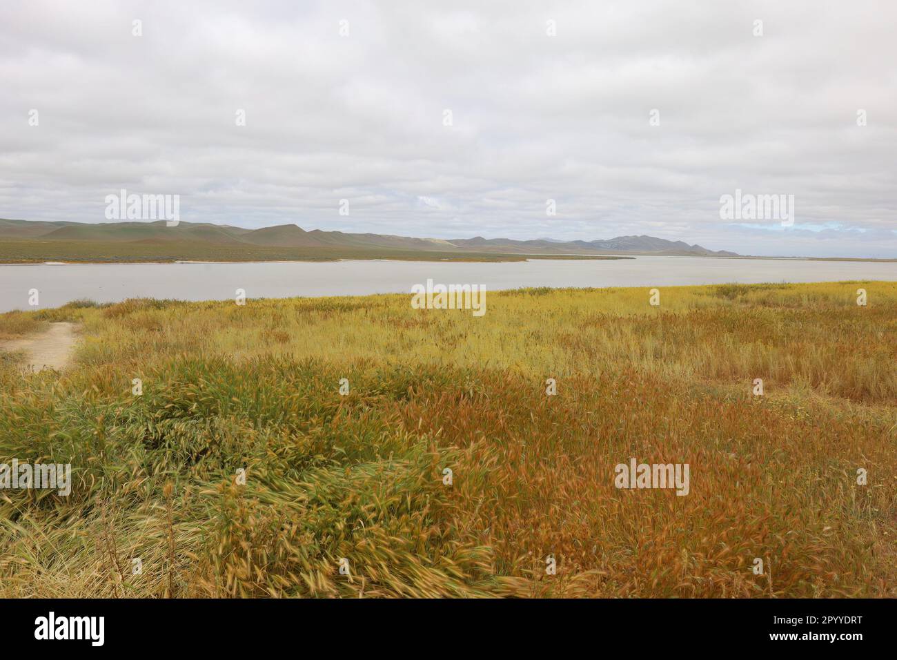 Photo of wildflowers at Carrizo Plain National Monument and Soda lake ...