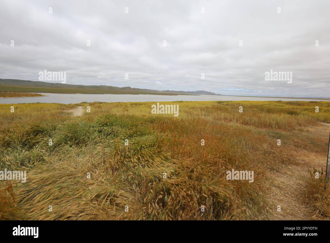 Photo of wildflowers at Carrizo Plain National Monument and Soda lake ...
