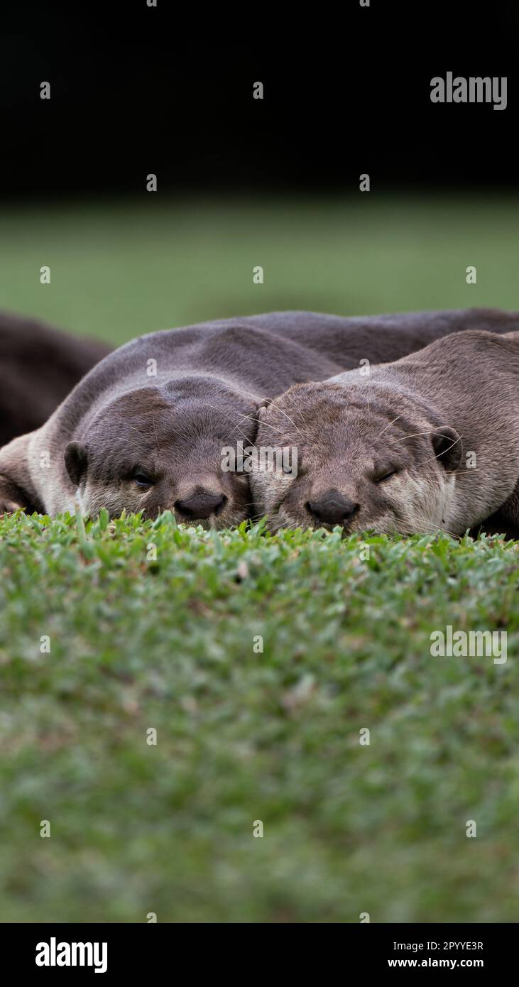 Smooth Coated Otters snuggling on a grassy surface with their heads ...