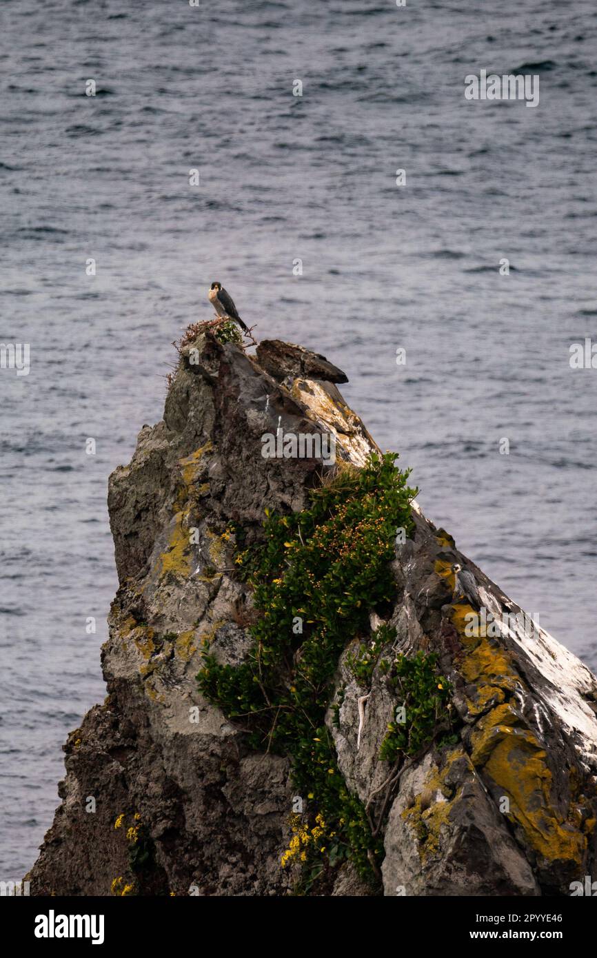 A vertical shot of the Peregrine Falcon nest on the rock rocky cliff ...