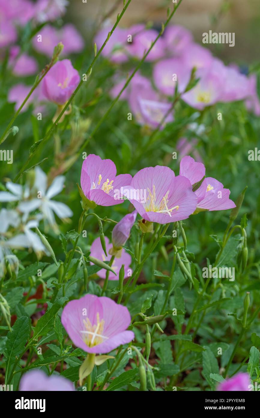 Pink evening primrose, oenothera speciosa, growing in a springtime ...
