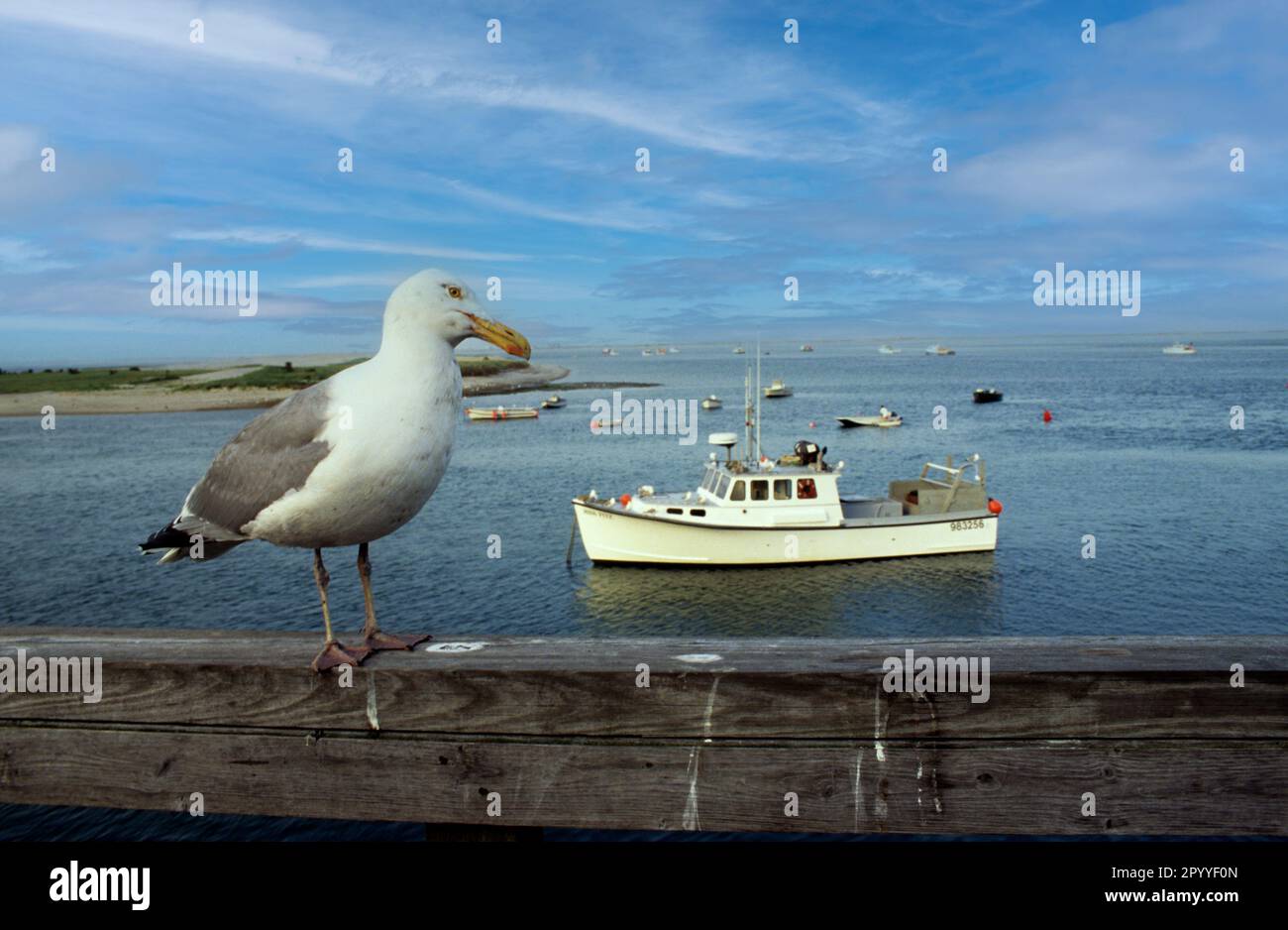 Chatham fish pier hi-res stock photography and images - Alamy