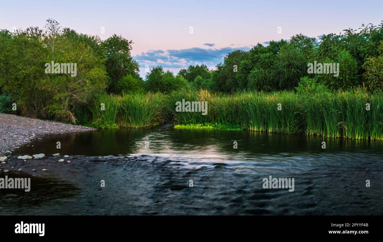 Gila River marsh lush with greenery in Avondale near Phoenix, Arizona ...
