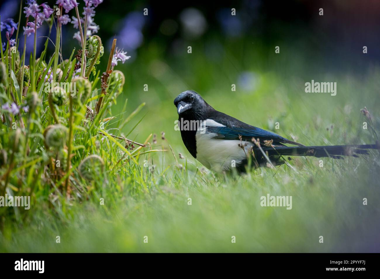 Eurasian magpie pica adult hi-res stock photography and images - Alamy