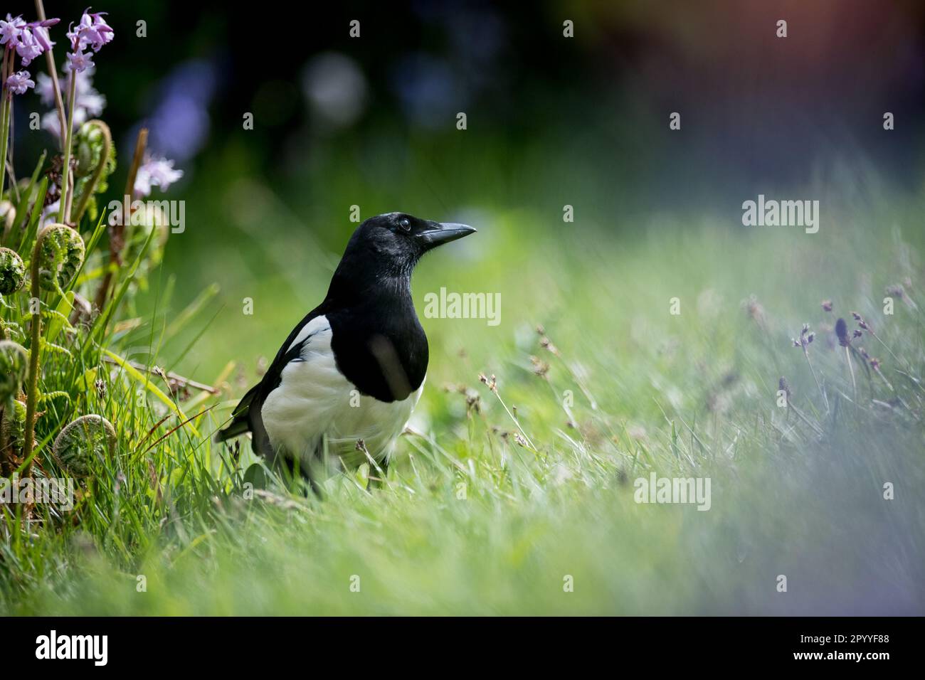 Eurasian magpie pica adult hi-res stock photography and images - Alamy