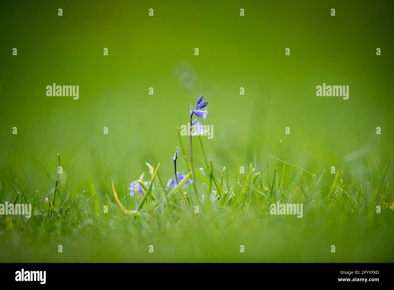 Native British Bluebell flower Stock Photo - Alamy