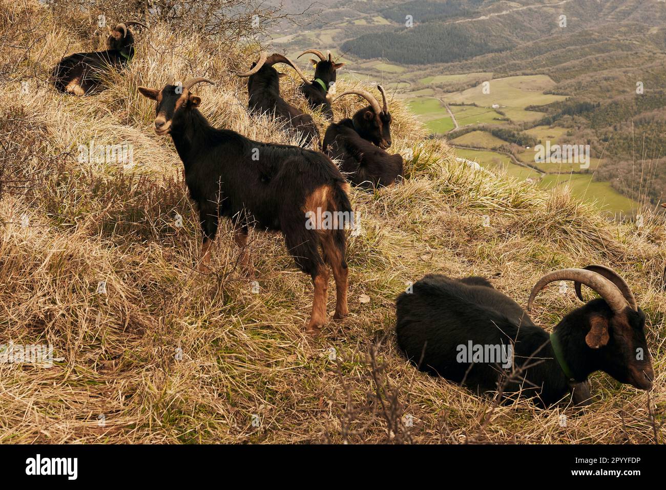 Goats chilling over the cliff in the Basque Country Stock Photo - Alamy