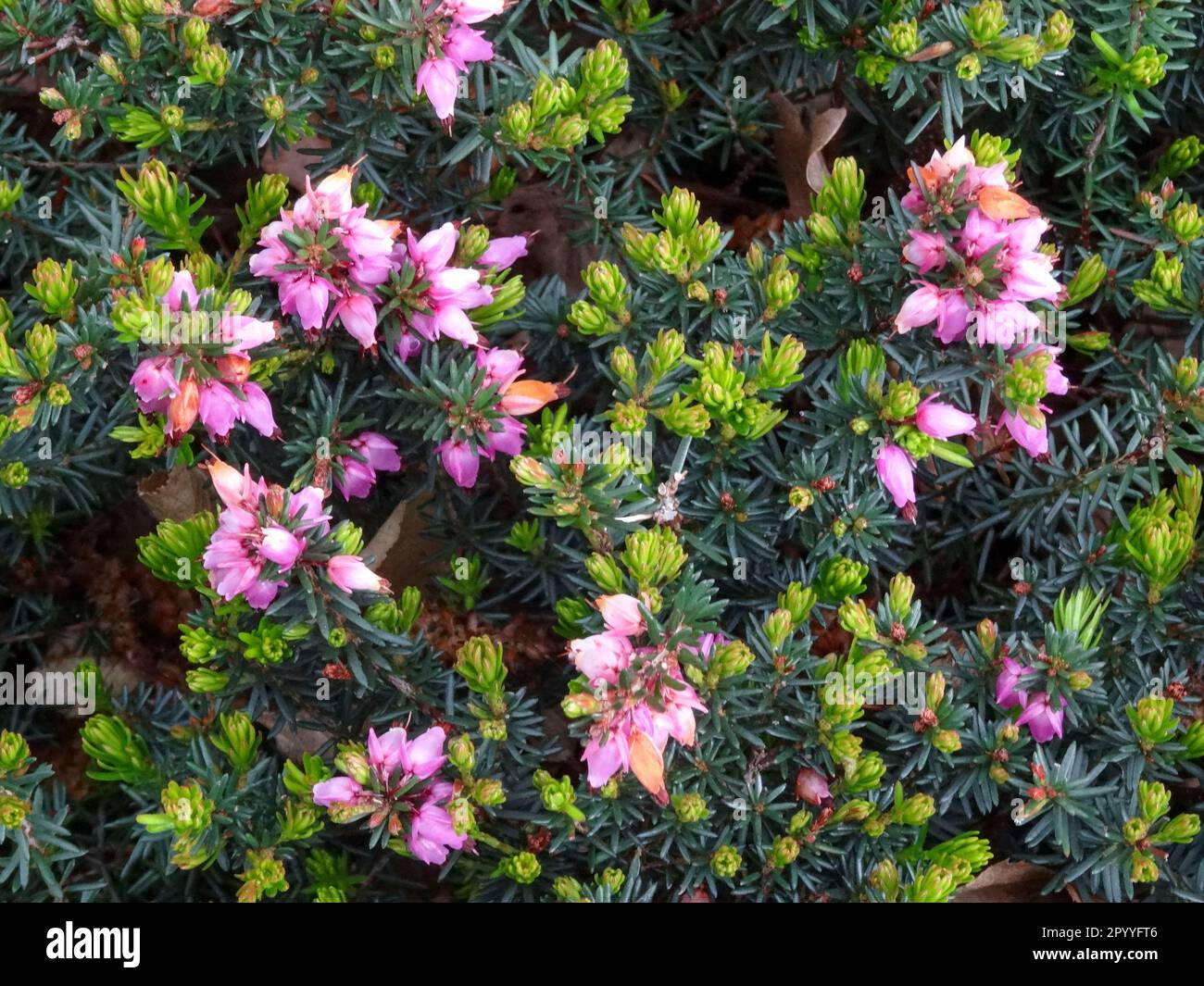 Erica x Darleyensis (winter suprise), Erica × darleyensis 'Winter ...