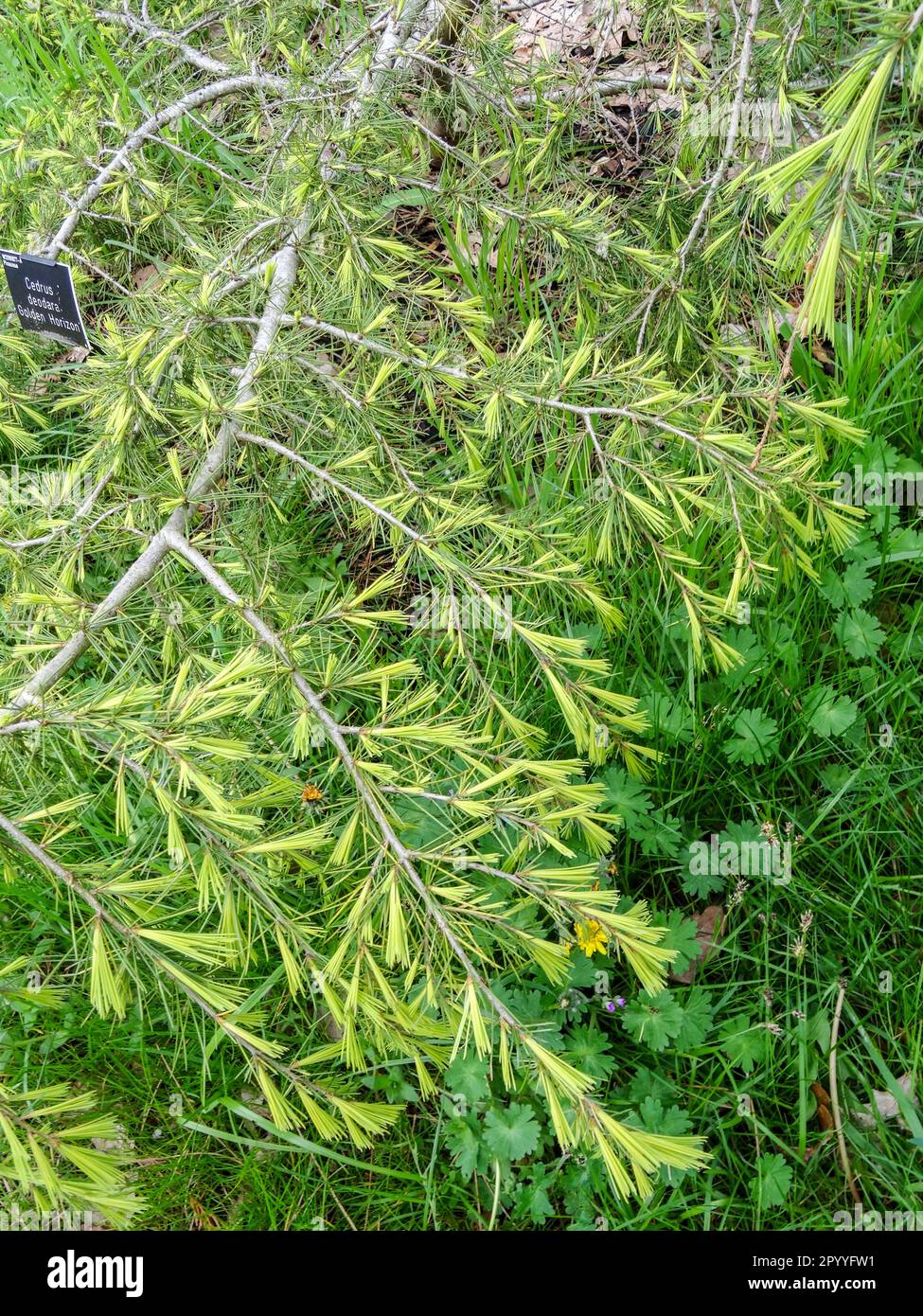 Low hanging, weeping, Cedrus Deodara Golden Horizon. Natural close up ...