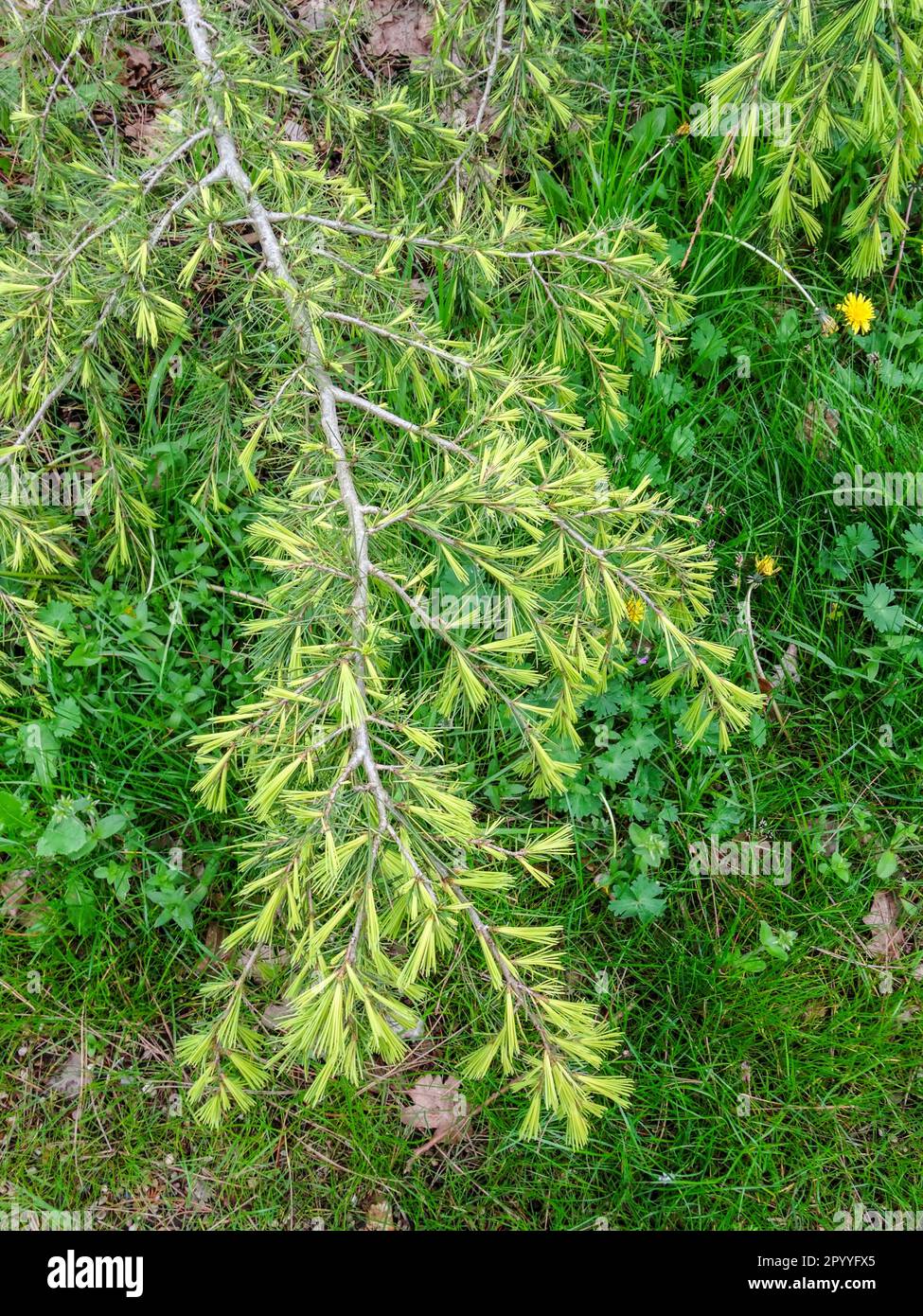 Low hanging, weeping, Cedrus Deodara Golden Horizon. Natural close up ...