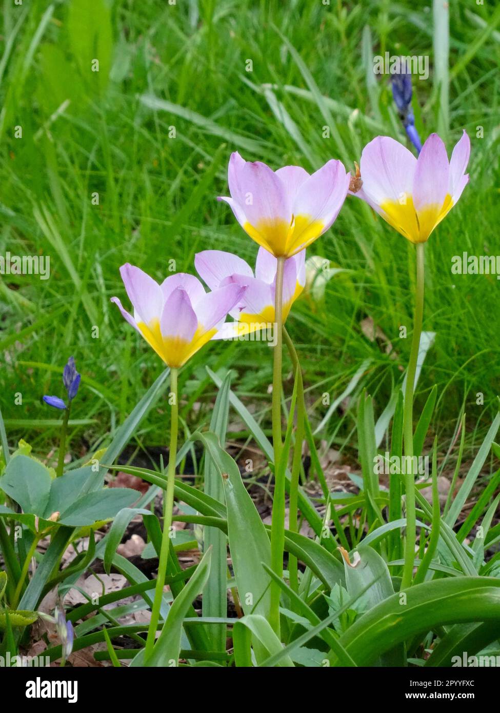 Diminutive Tulipa Saxatilis (Bakeri Group) Lilac Wonder, flowering in ...