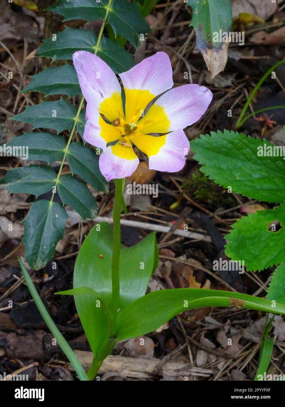 Diminutive Tulipa Saxatilis (Bakeri Group) Lilac Wonder, flowering in ...