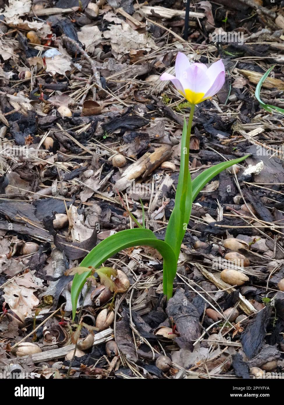 Diminutive Tulipa Saxatilis (Bakeri Group) Lilac Wonder, flowering in ...