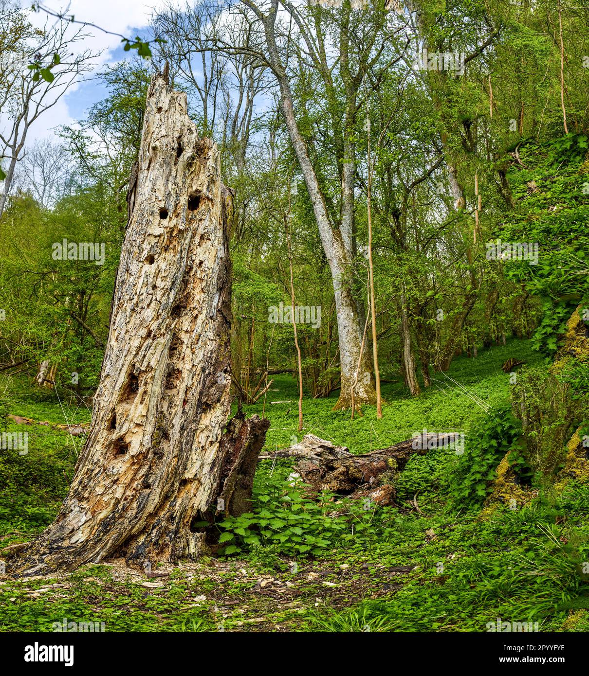 Moody woodland landscape with rotting tree stump prominent, surviving ...
