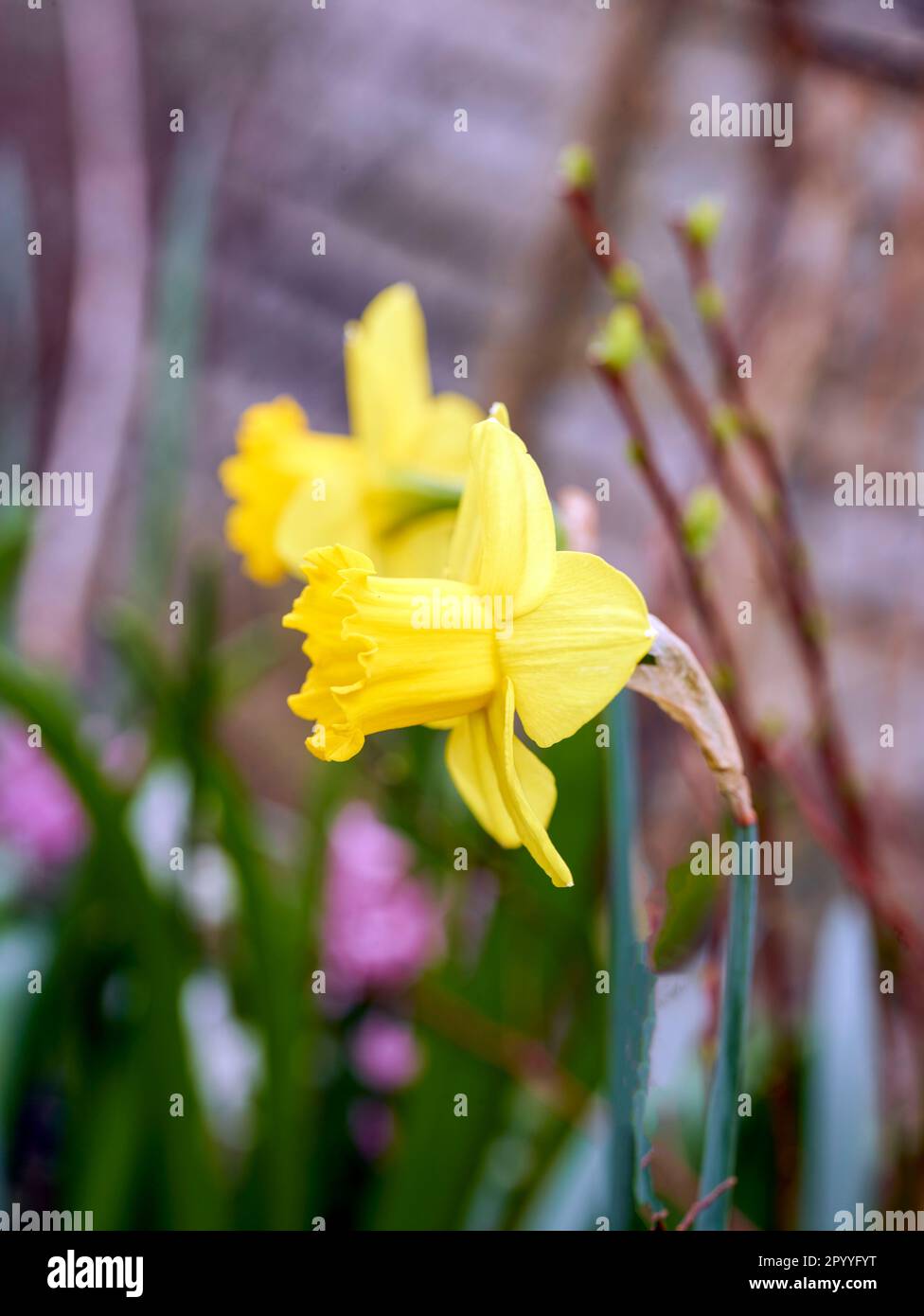 Intimate landscape, natural flowering plant portrait, of Daffodils ...