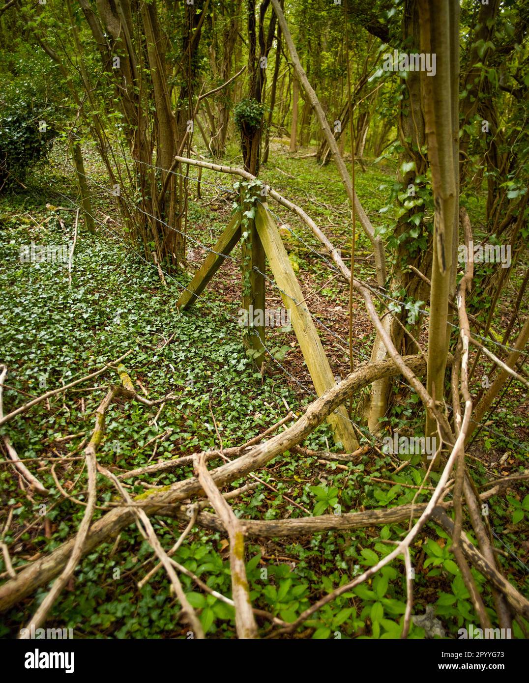 Incongruous: barbed wire fence, posts being overtaken by Ivy, in the ...