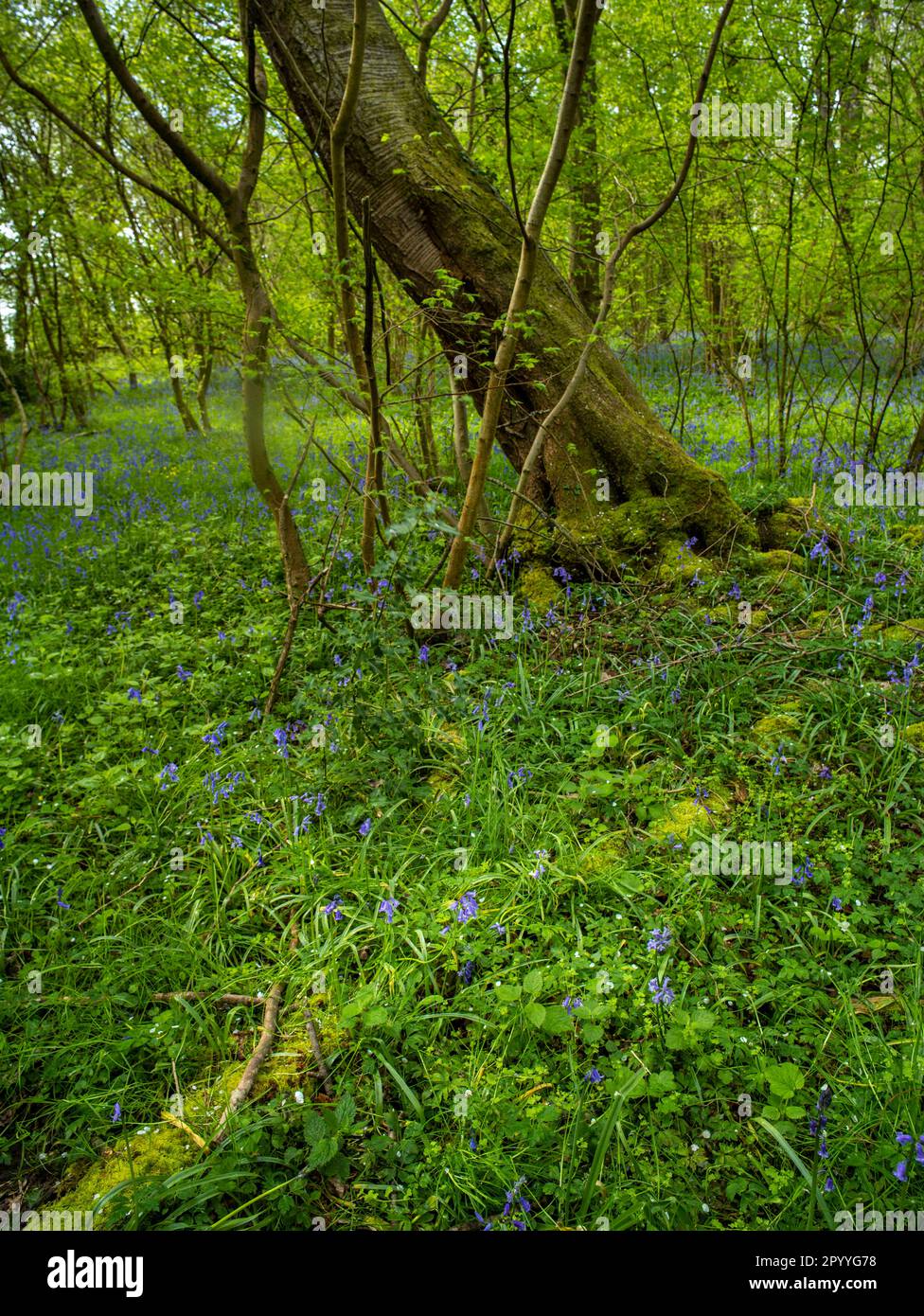 Striking moody spring bluebell woodland in good sunshine Stock Photo ...