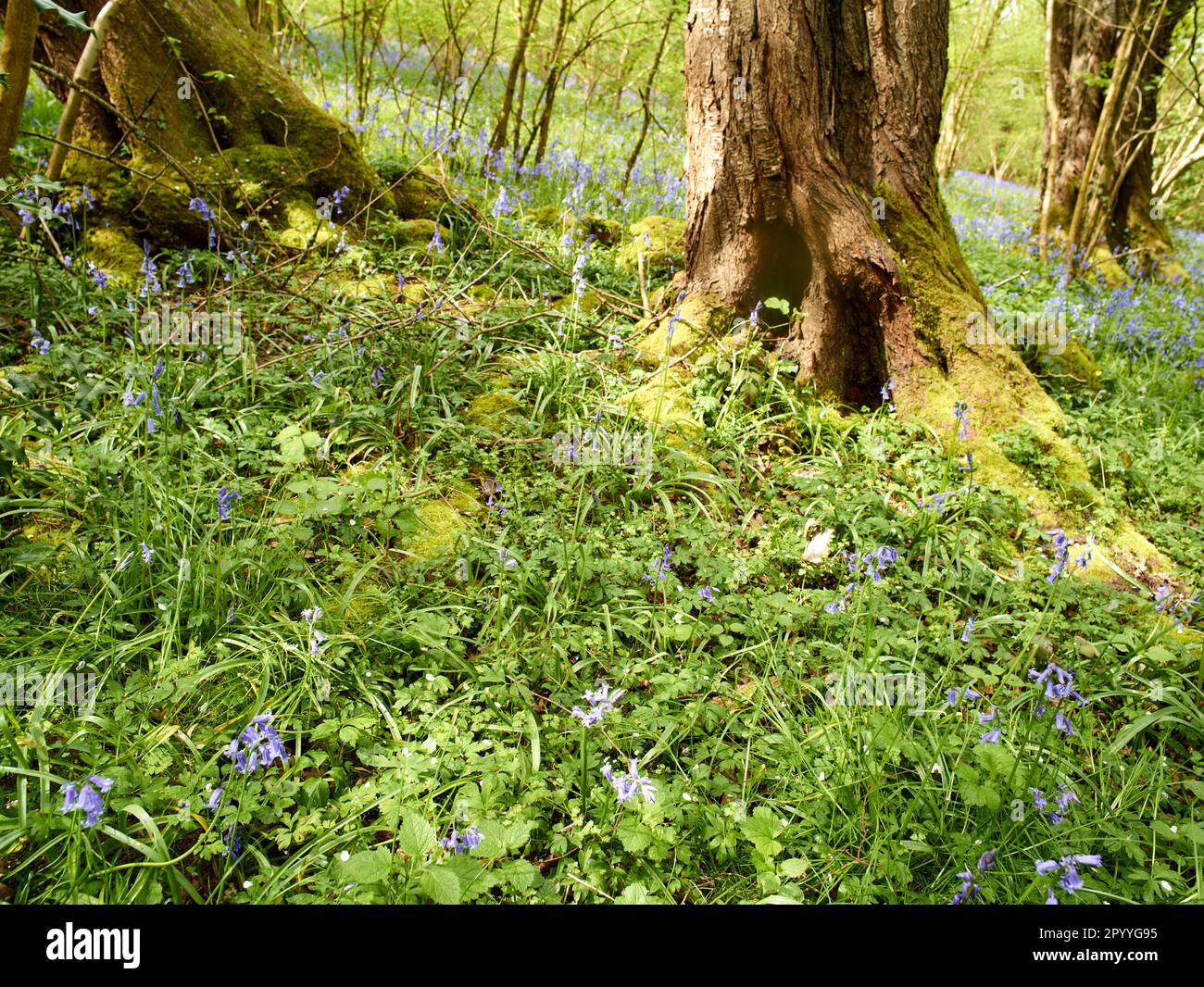 Striking moody spring bluebell woodland in good sunshine Stock Photo ...