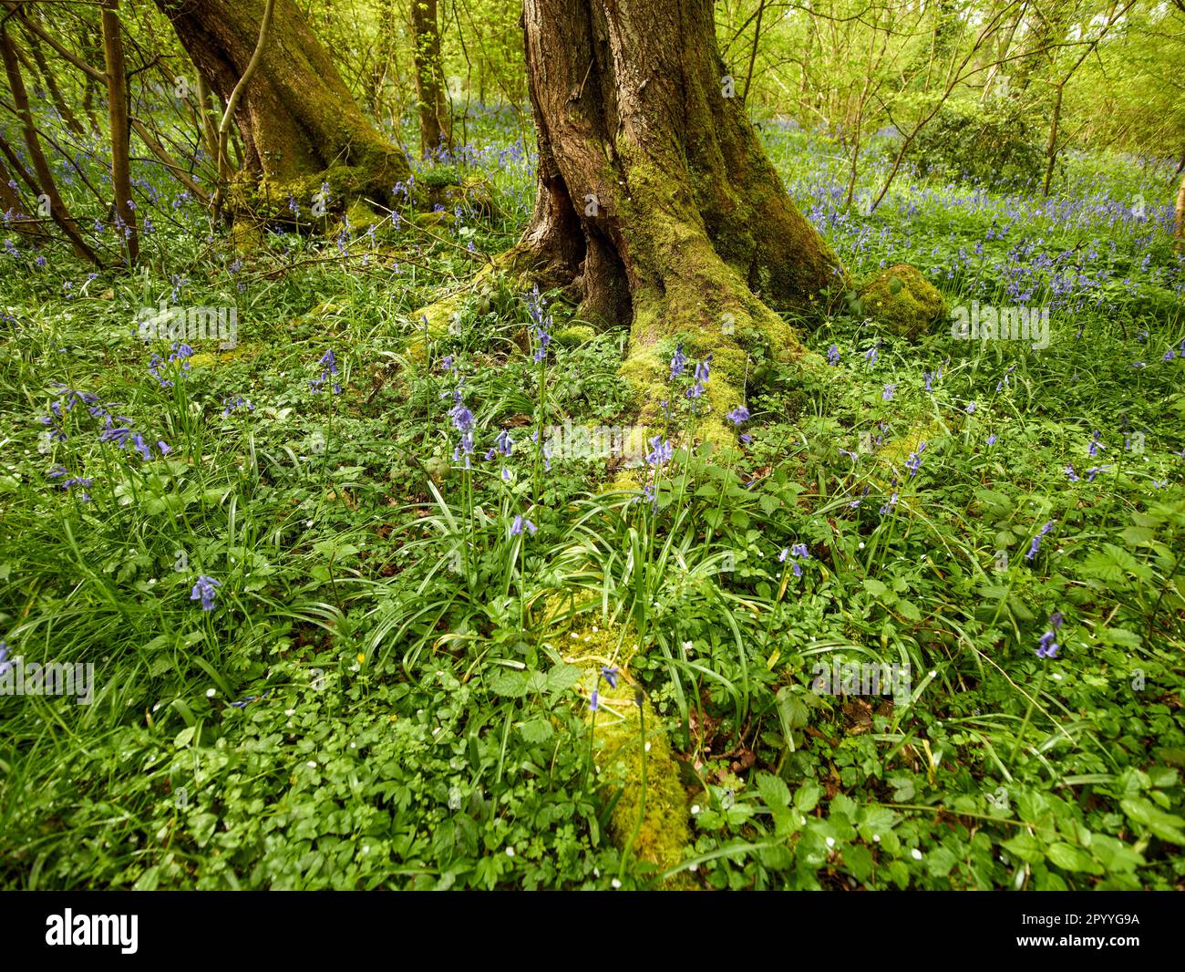 Striking moody spring bluebell woodland in good sunshine Stock Photo ...