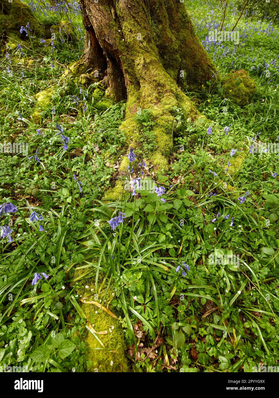 Striking moody spring bluebell woodland in good sunshine Stock Photo ...