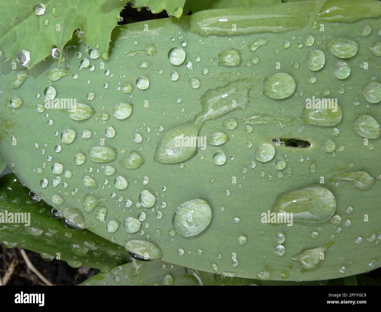 Natural semi abstract macro still life of water drops on a tulip leaf ...