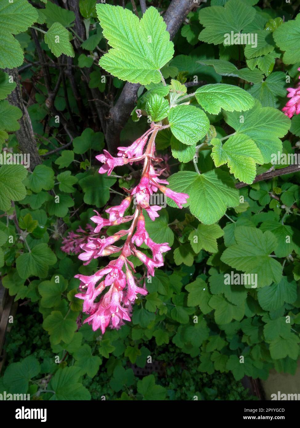 Natural close up garden flowering plant portrait of Ribes sanguineum ...