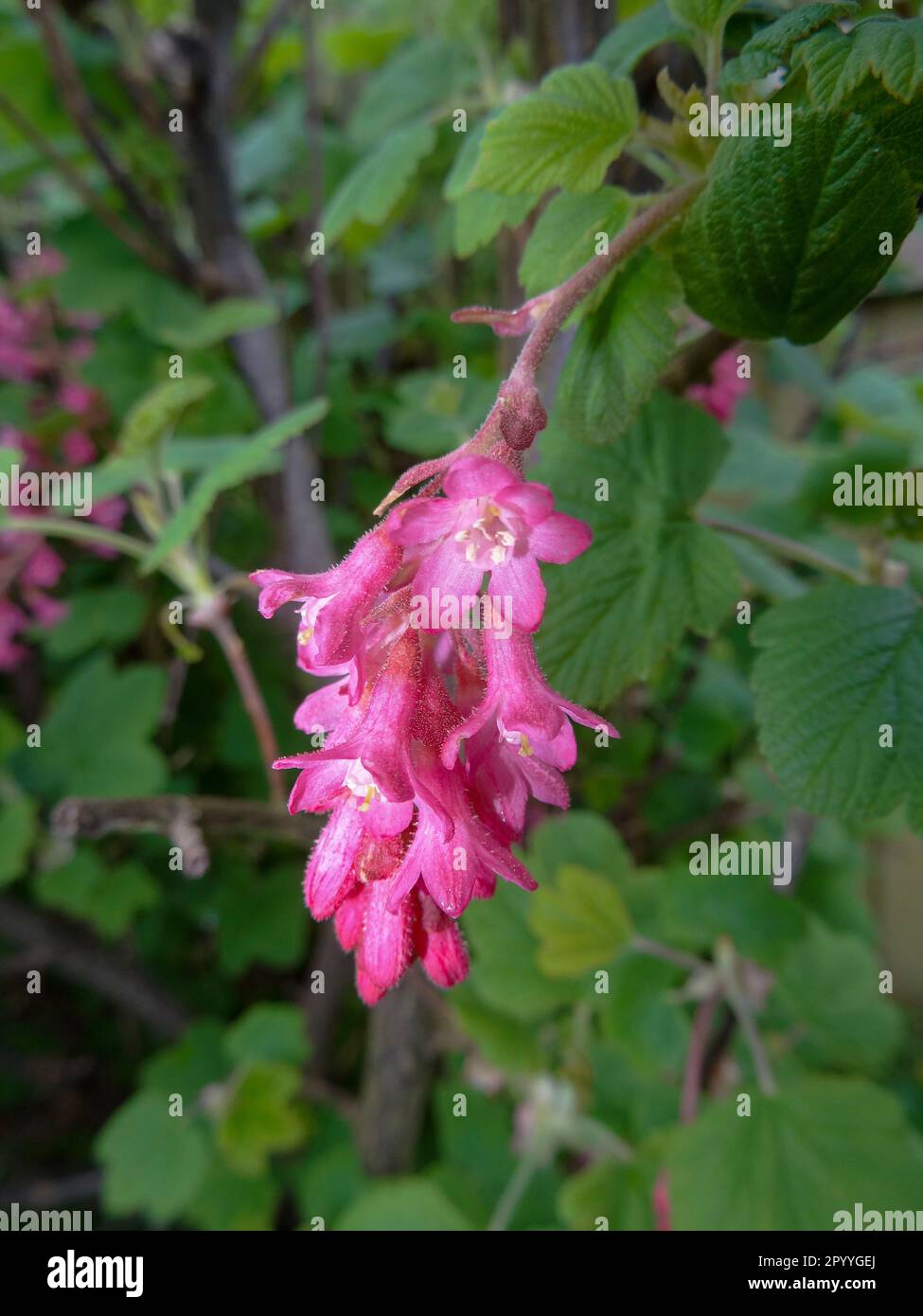 Natural close up garden flowering plant portrait of Ribes sanguineum ...