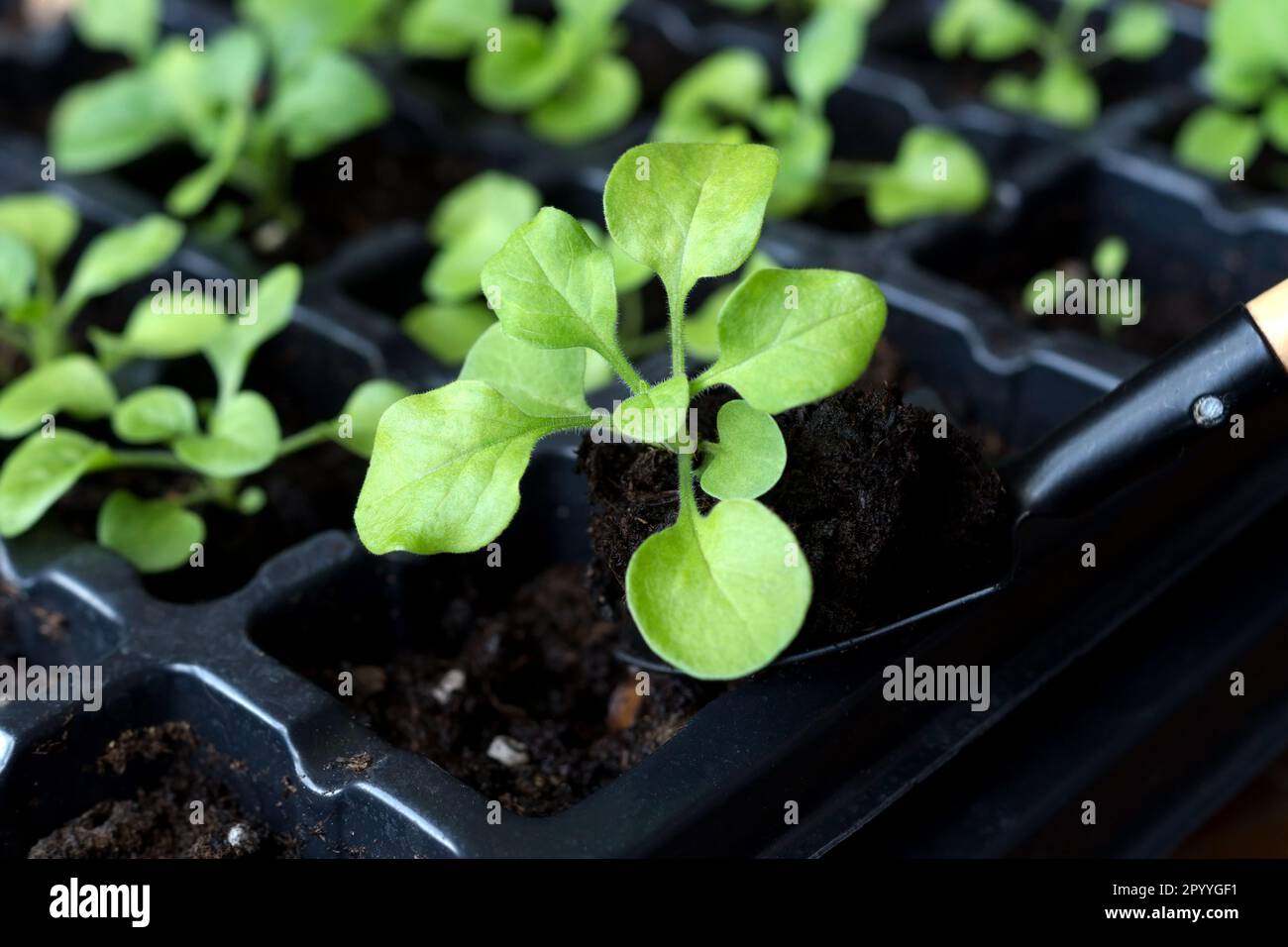 Petunia seedlings hi-res stock photography and images - Alamy