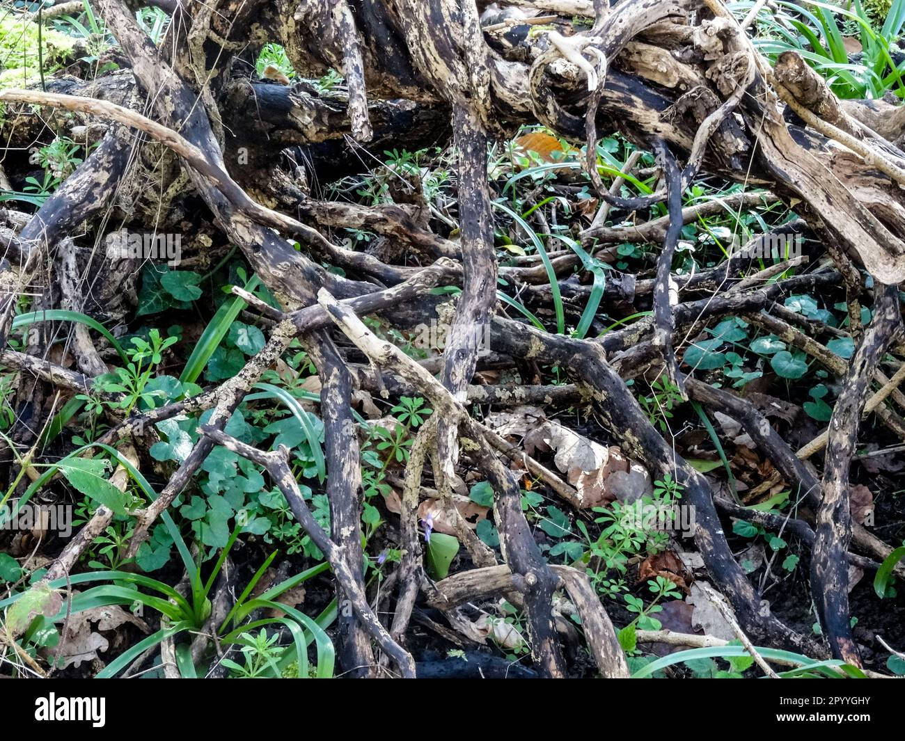 Natures Chaos, intimate English woodland showing patterns and textures ...